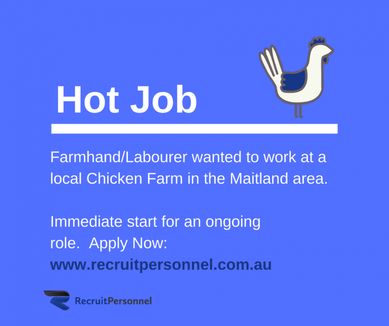 Current Job Vacancy - Farmhand - Chicken Farm Maitland. - Recruit ...